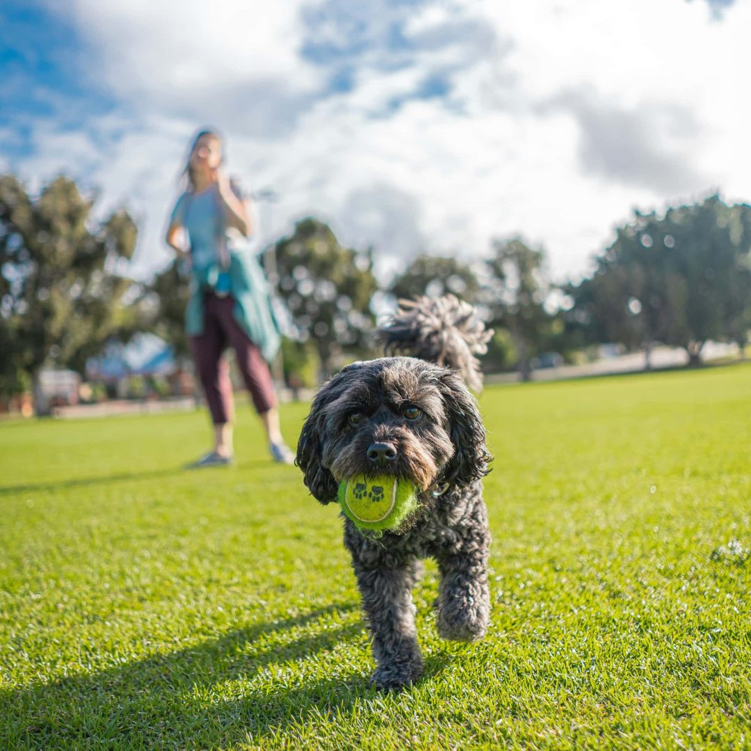 Schedule & Registration – Crocus Obedience & Kennel Club
